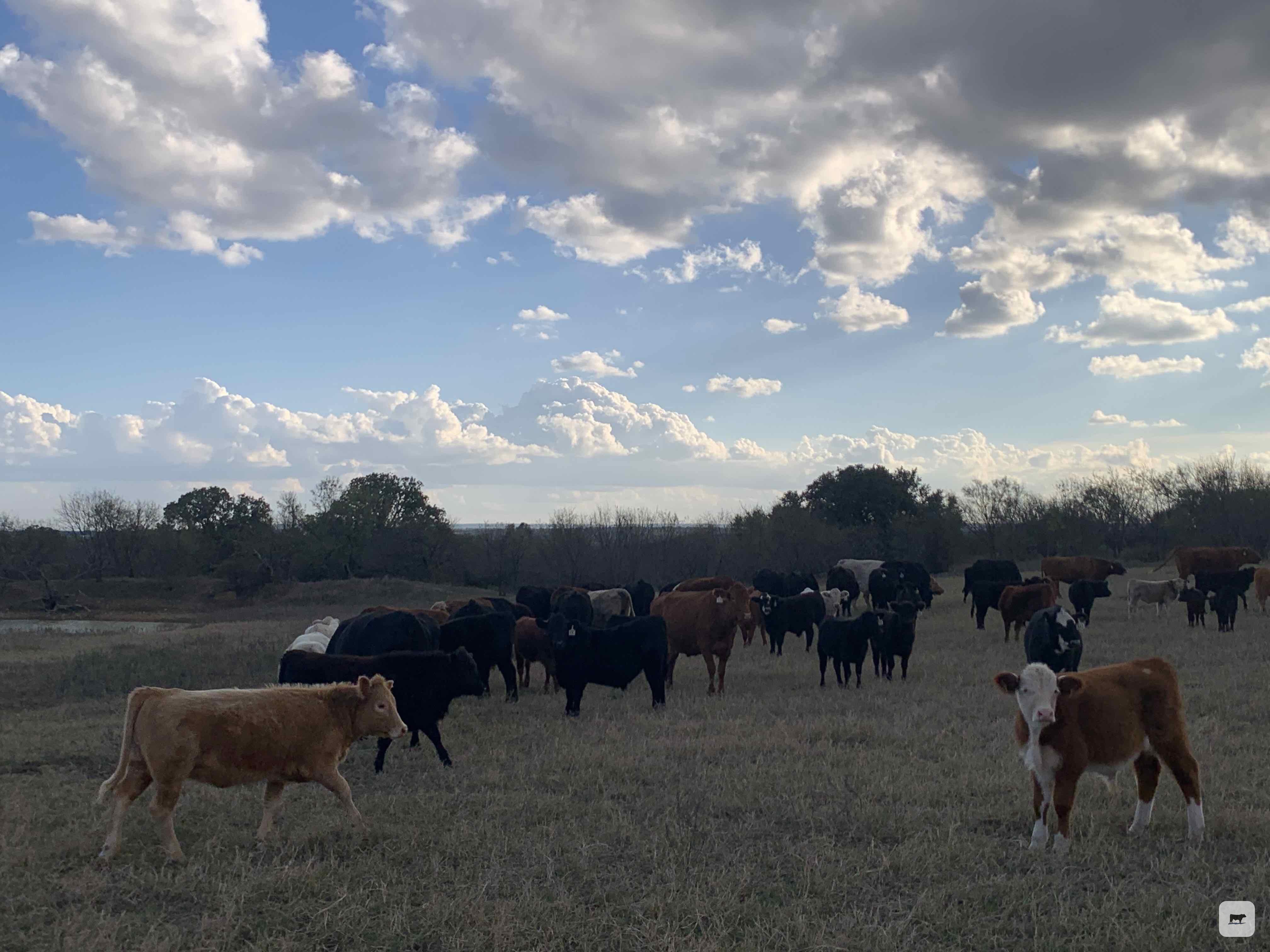 mg.lawrence1212@gmail.com - 2025-11-30 Cattle Range