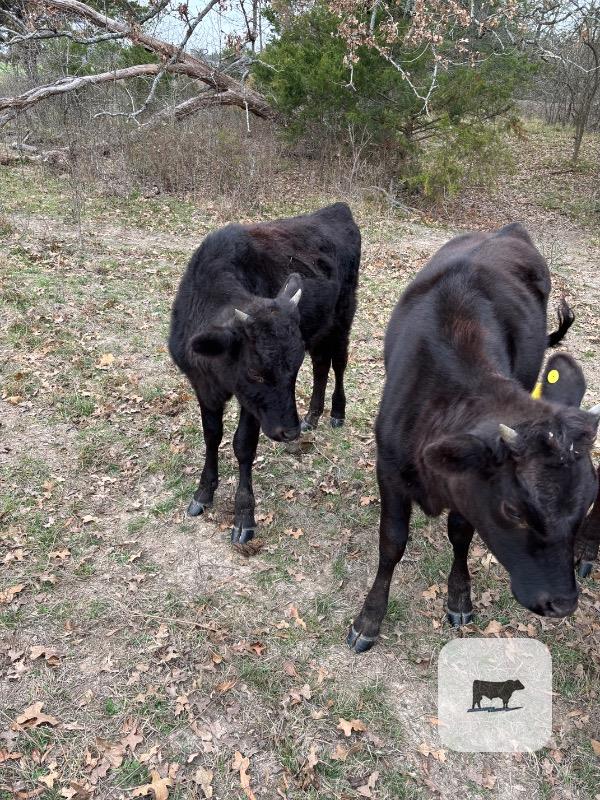 dmd4211@gmail.com - 2026-01-05 Cattle Range