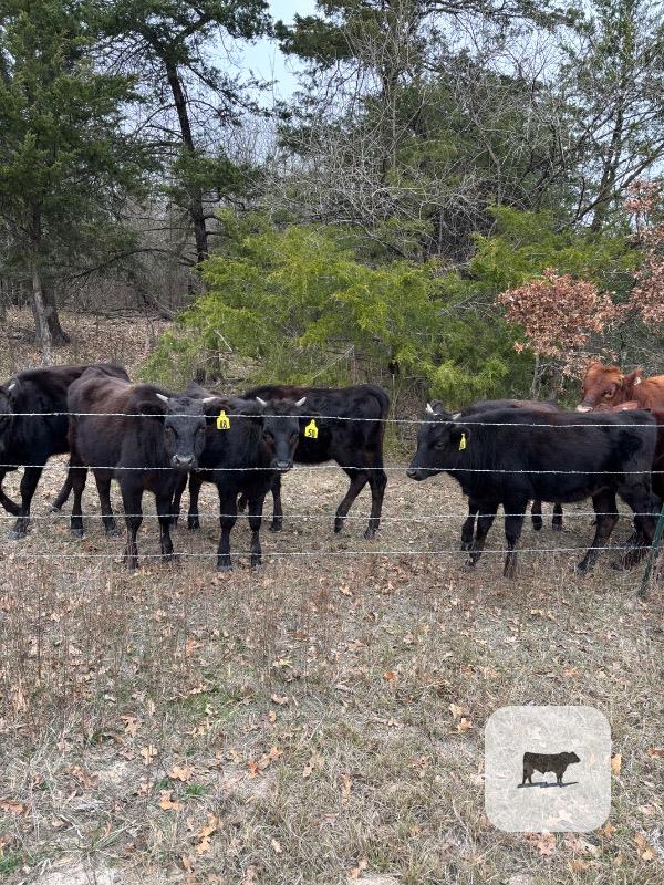 4 Fullblood Wagyu Rep. Heifers... Northeast TX Cattle Range