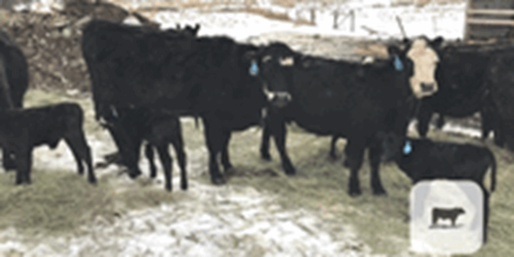 25 And Up Cattle Range