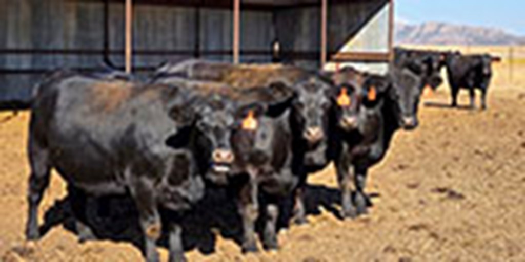 Listings Cattle Range