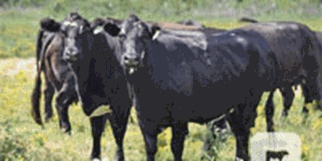 25 And Up Cattle Range