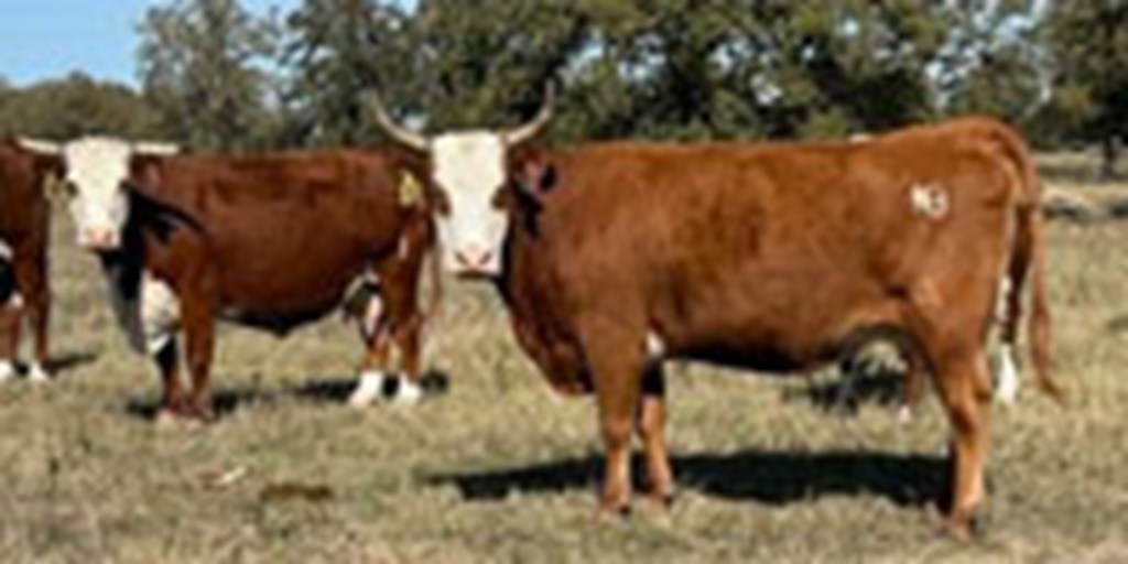 Listings Cattle Range