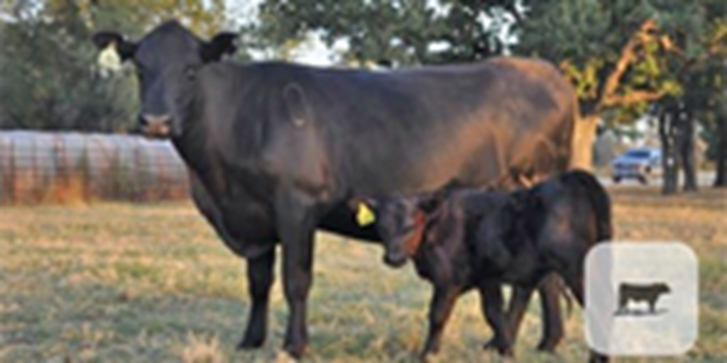 Listings Cattle Range