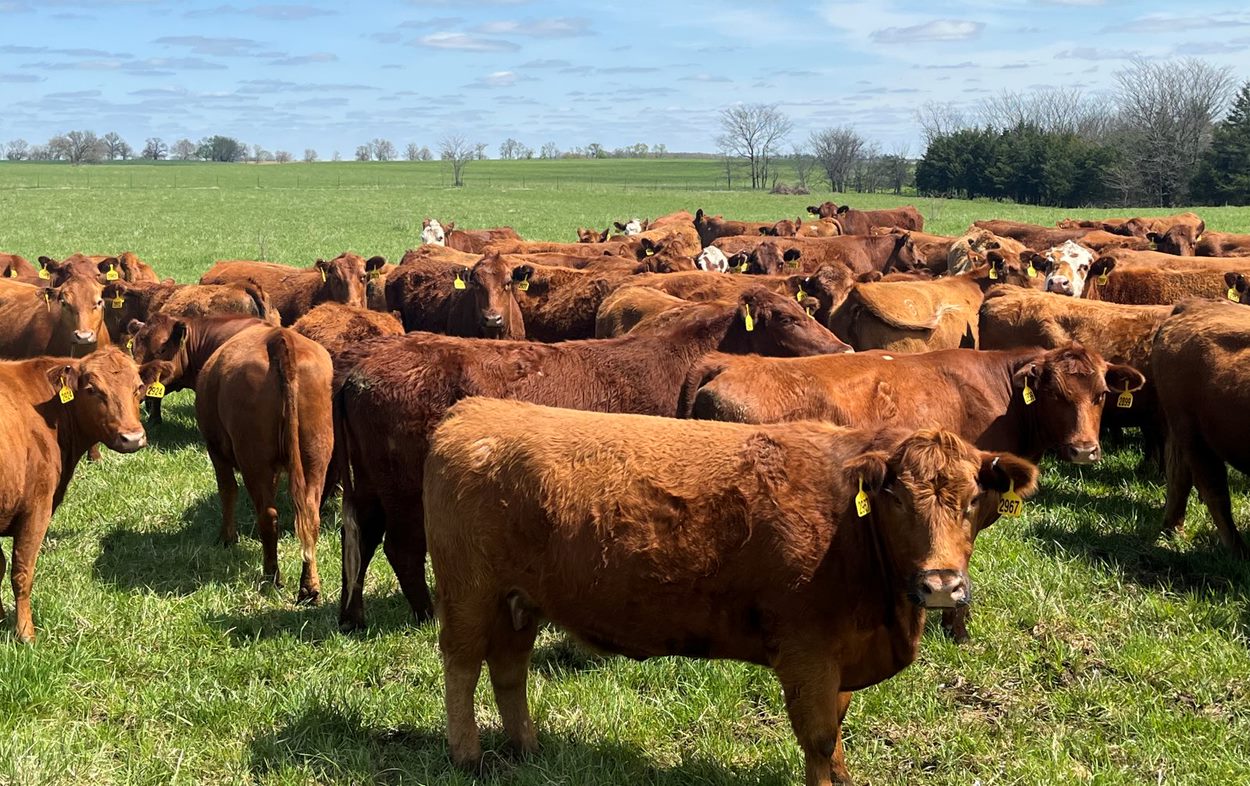 May 2022: USDA Beef/Cattle Outlook Cattle Range
