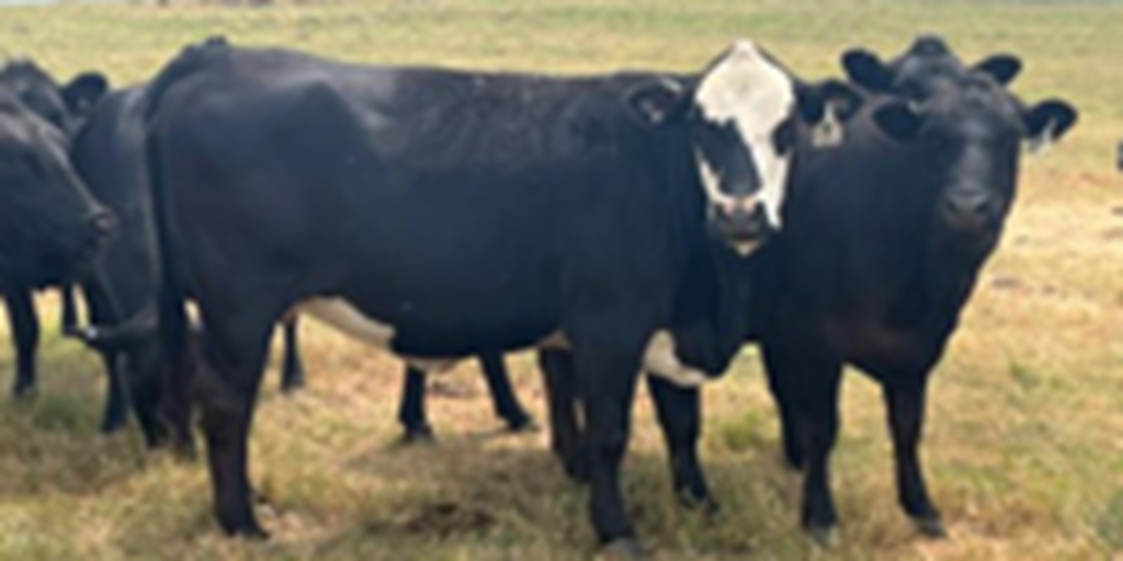 Listings Cattle Range