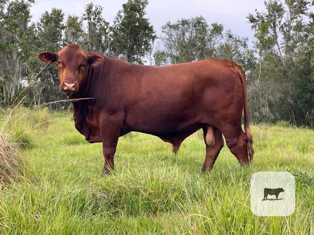 Red Brangus Cattle