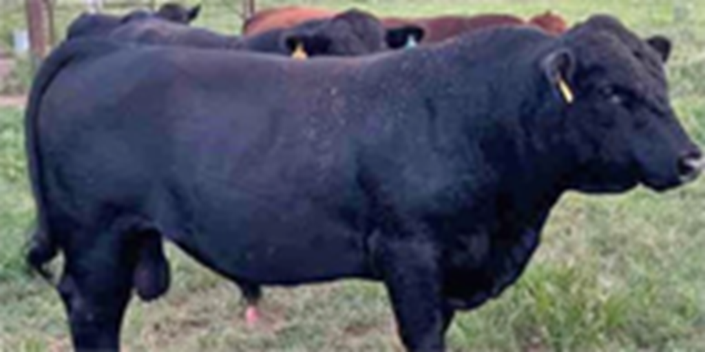 Listings Cattle Range