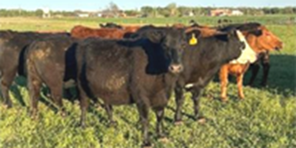 Listings Cattle Range