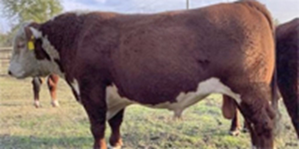 Listings Cattle Range