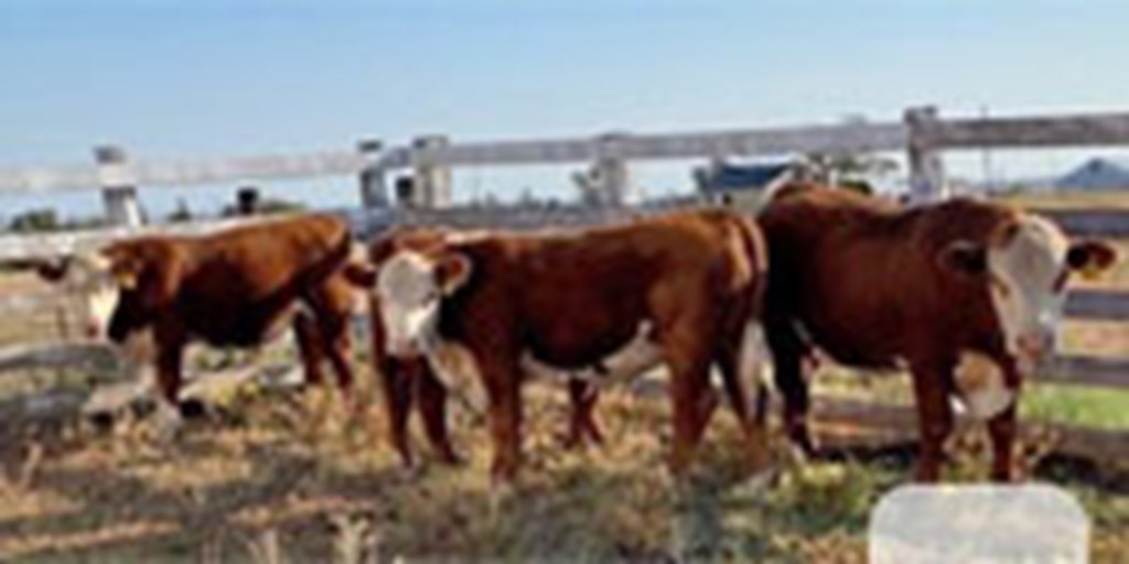 Listings Cattle Range