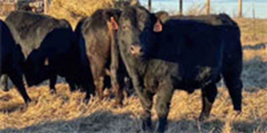 Listings Cattle Range