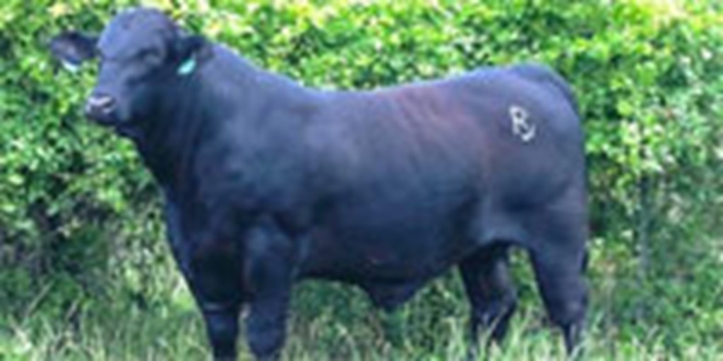 Listings Cattle Range