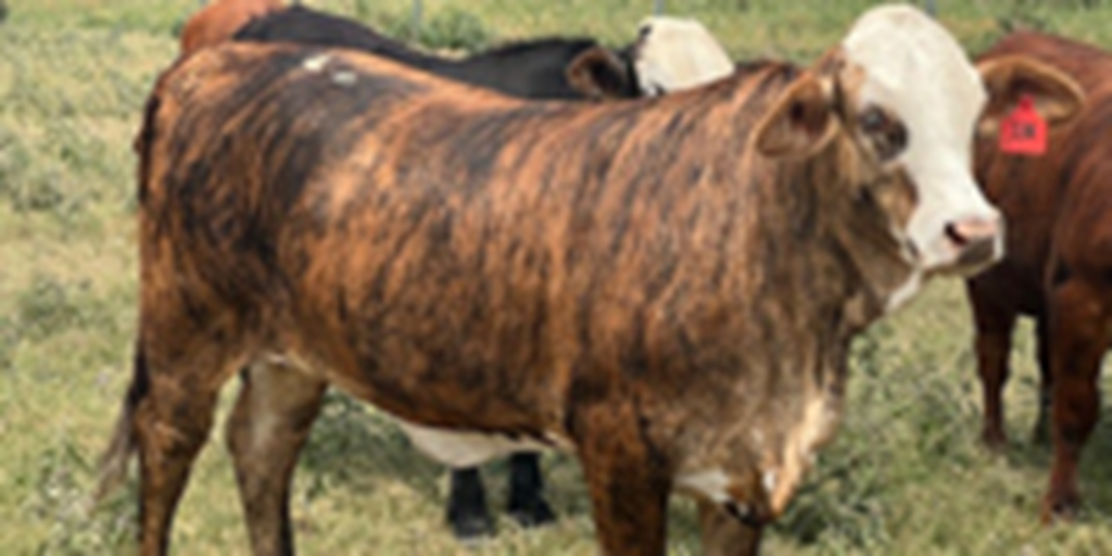 Listings Cattle Range