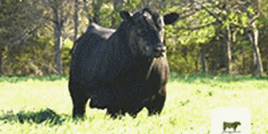 24 And Under Cattle Range