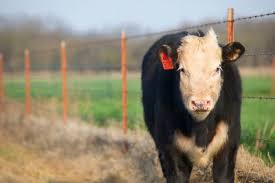 A First Look at Fall/Winter Stocker Grazing Cattle Range