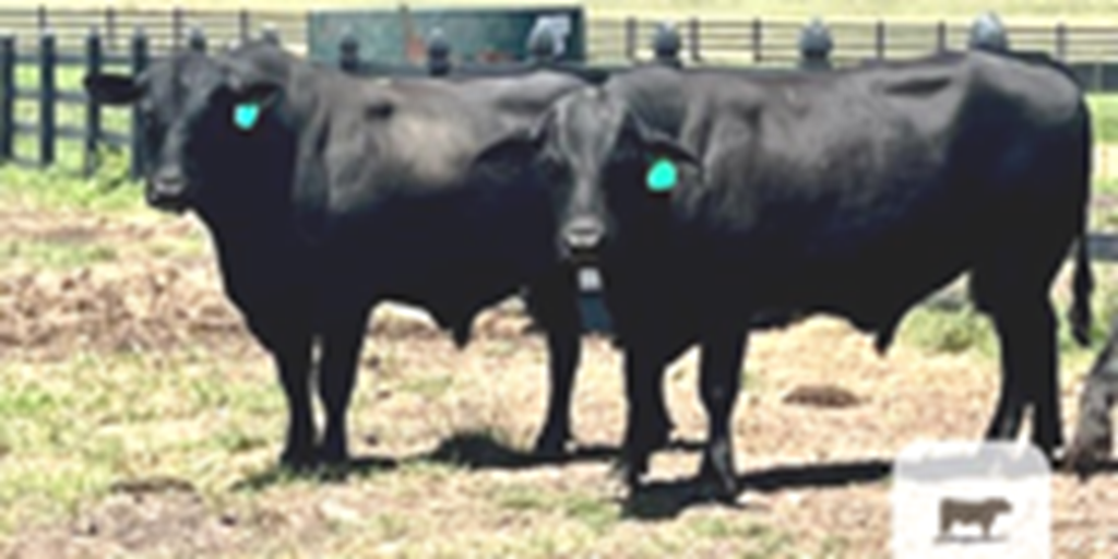 Listings Cattle Range