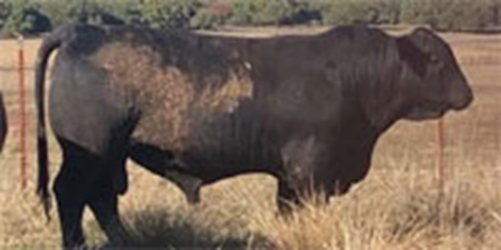 Listings Cattle Range