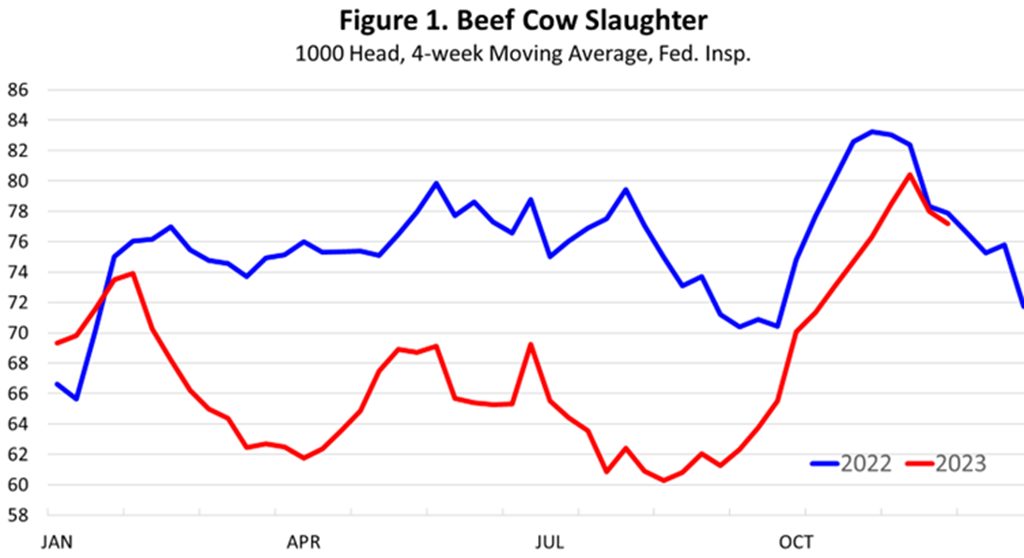 Beef Cow Slaughter and Herd Culling Cattle Range
