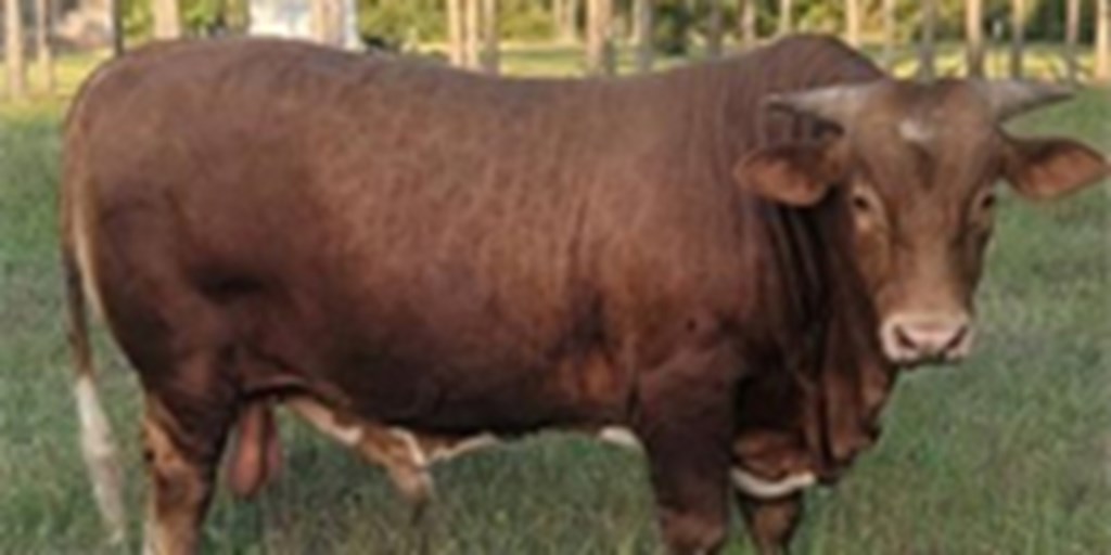 Beefmaster Steer