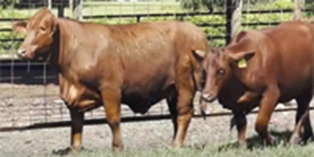 Santa Gertrudis Show Cattle