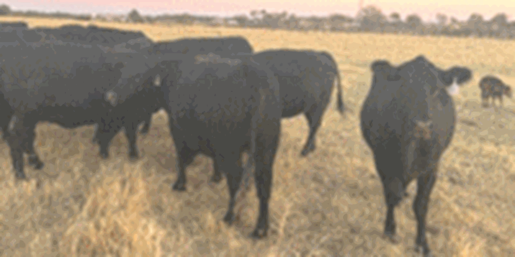 Listings Cattle Range
