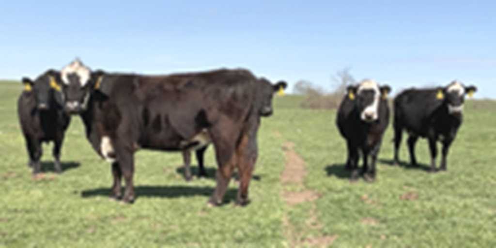 Listings Cattle Range