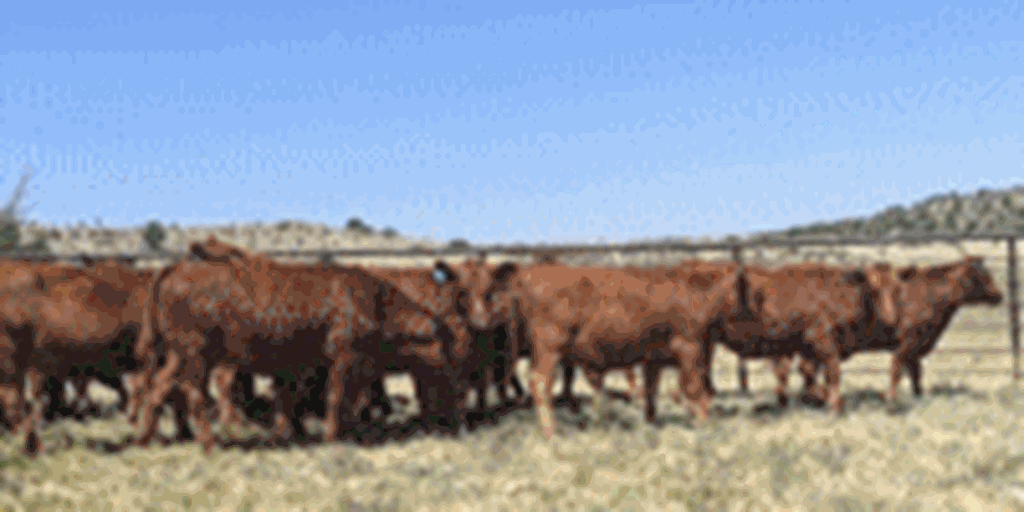 25 And Up Cattle Range