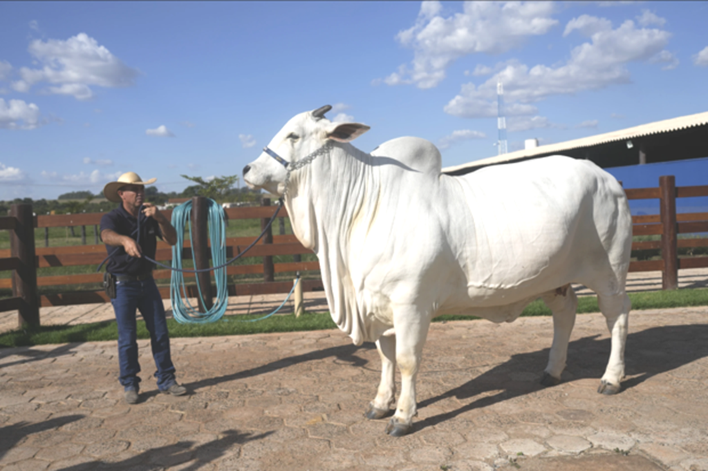 Brazil unveils a 2,400 Pound $4 Million Supercow Cattle Range