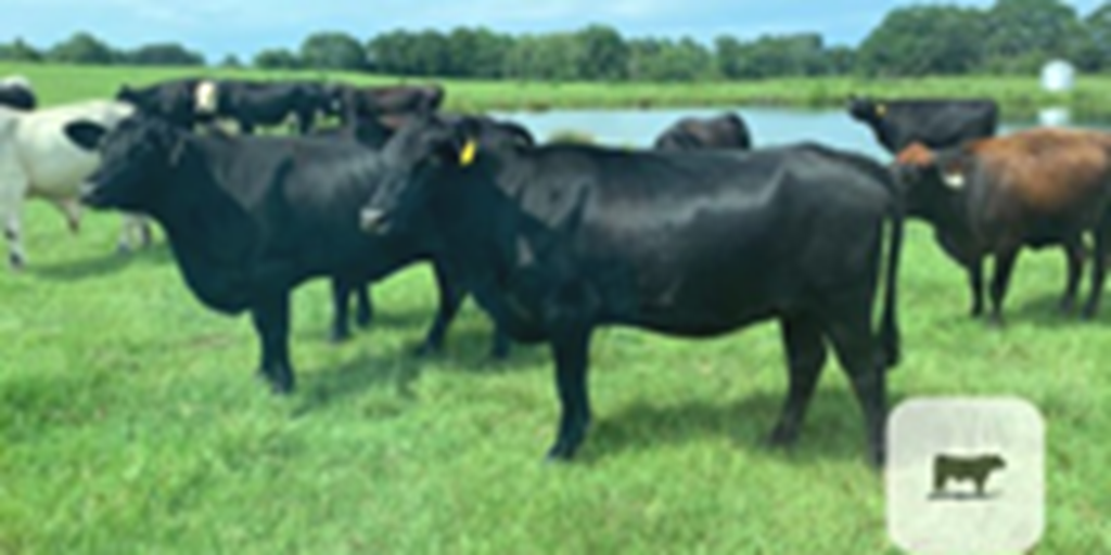 Listings Cattle Range