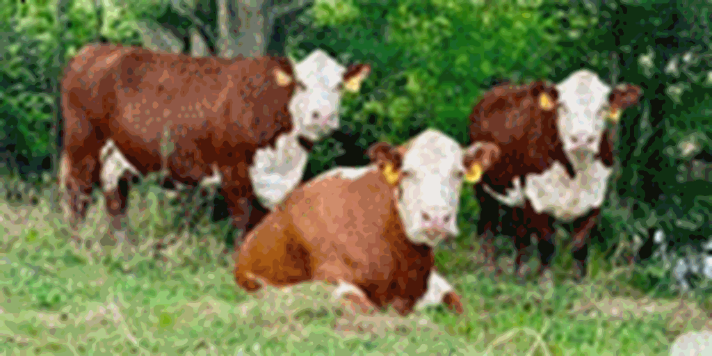 Listings Cattle Range
