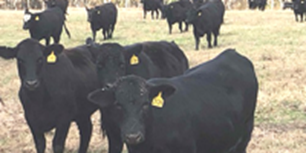 Listings Cattle Range