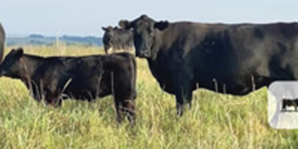 Listings Cattle Range