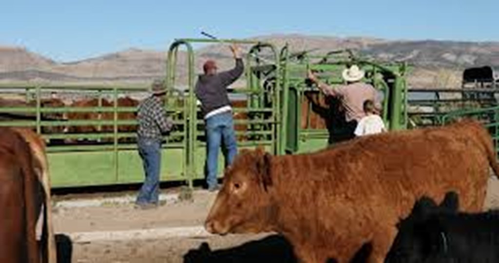 Consider Early Pregnancy Checking Beef Cattle During Drought Cattle Range