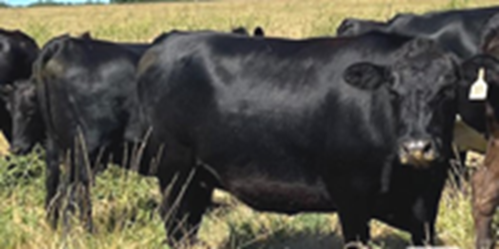 Listings Cattle Range