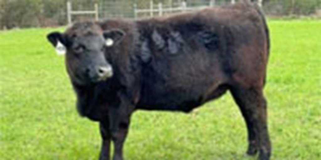 Listings Cattle Range