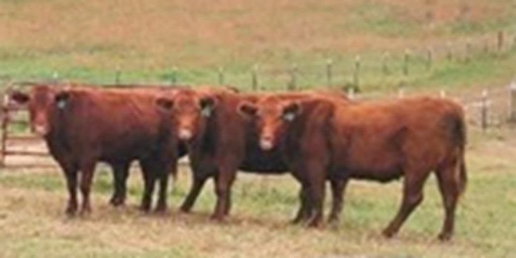 Listings Cattle Range