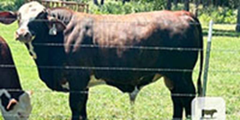 Listings Cattle Range