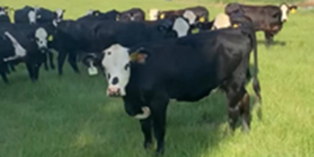 Listings Cattle Range