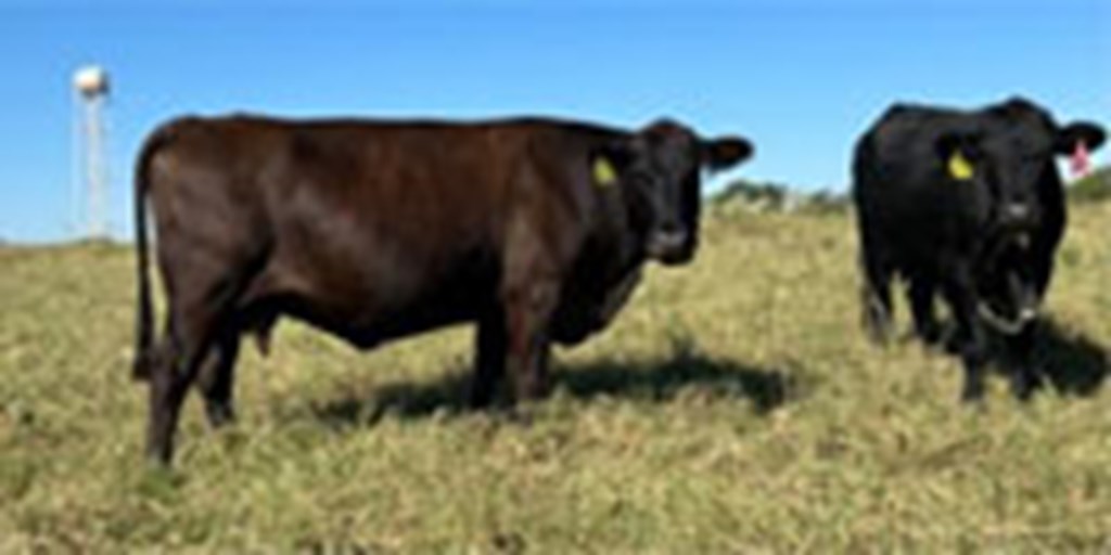 Listings Cattle Range