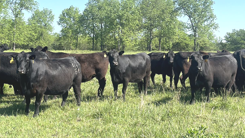 Pasture & Range Conditions as of 6/4/23 Cattle Range