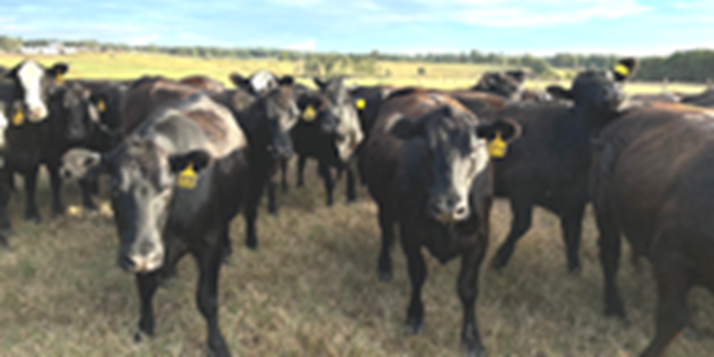 Listings Cattle Range