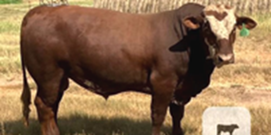 Listings Cattle Range