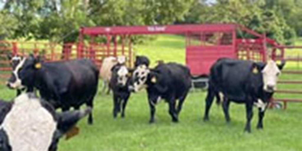 Listings Cattle Range