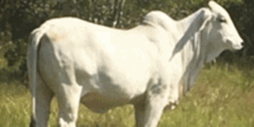 Listings Cattle Range