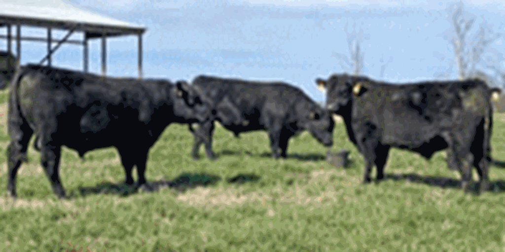 24 And Under Cattle Range