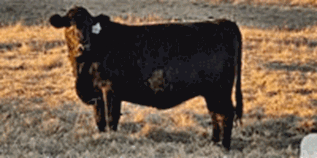 Listings Cattle Range
