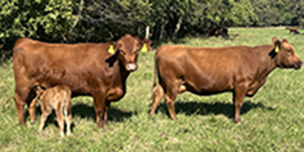 Listings Cattle Range
