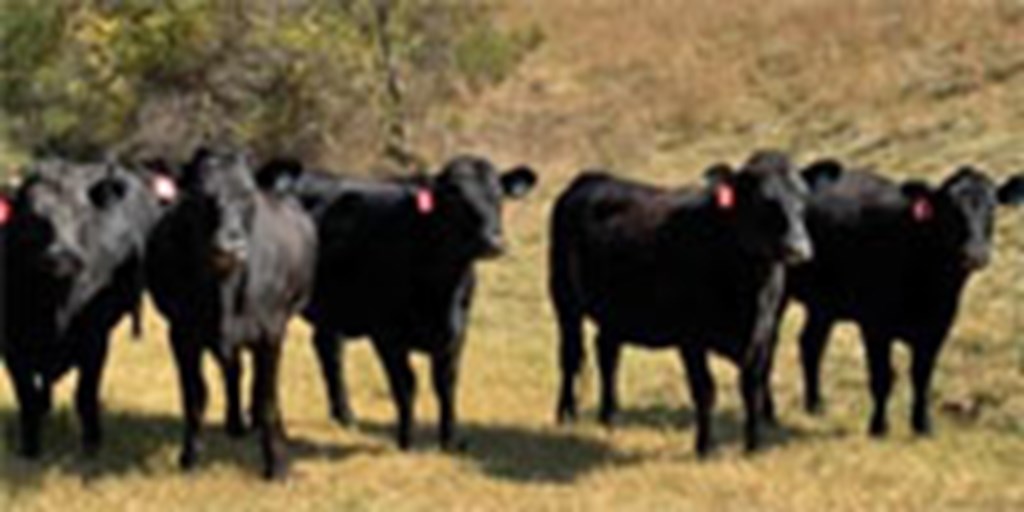 Listings Cattle Range