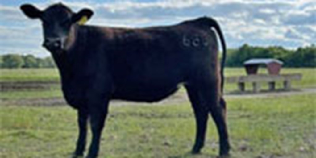 Listings Cattle Range